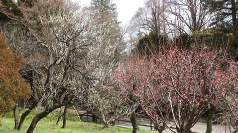 Full HD井の頭恩賜公園の梅林 YouTube