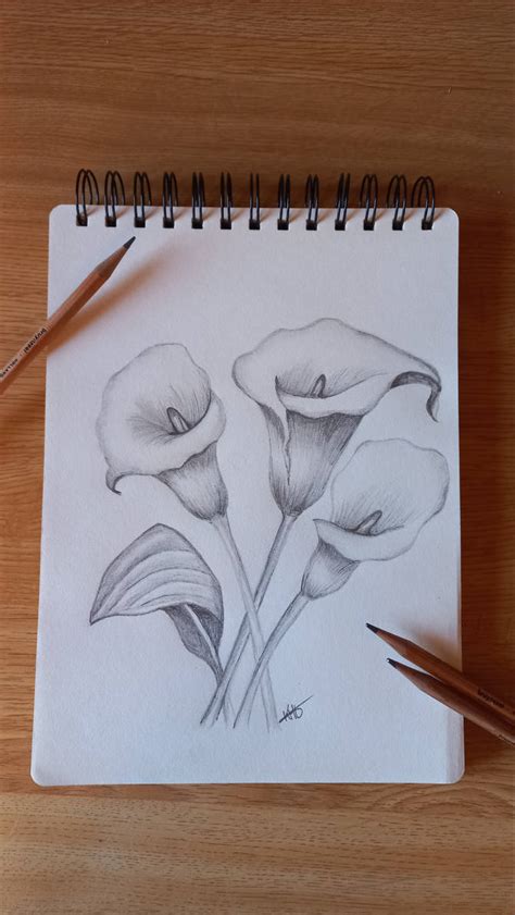 Calla Lily Pencil Drawing By Kiki7designs On Deviantart