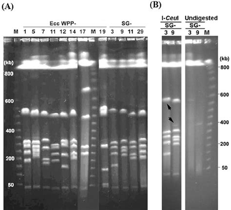 Genomic Fi Ngerprints Of E Carotovora Subsp Carotovora As Determined Download Scientific