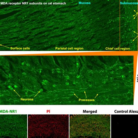 A Nmdar Nr1 Subunit Expression In Rat Stomach Whole Wall Cross