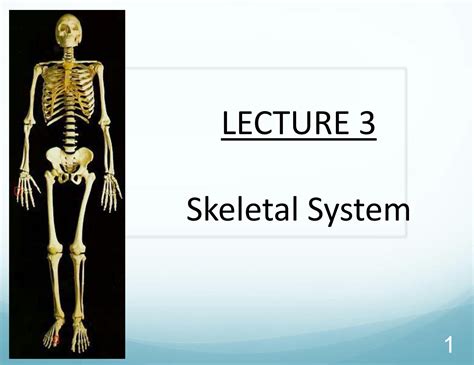 SOLUTION Lecture 3 Skeletal System Studypool