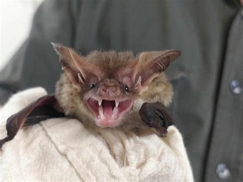Radio Tracking Bats Wildlife Conservation Efforts With Drone Technology