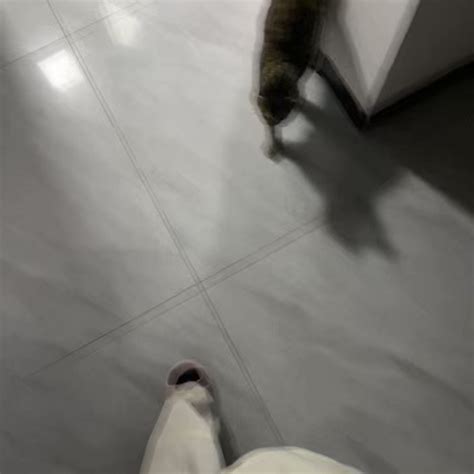 胖崽 On Twitter 她真的很喜欢跟着我跑 然后蹭我