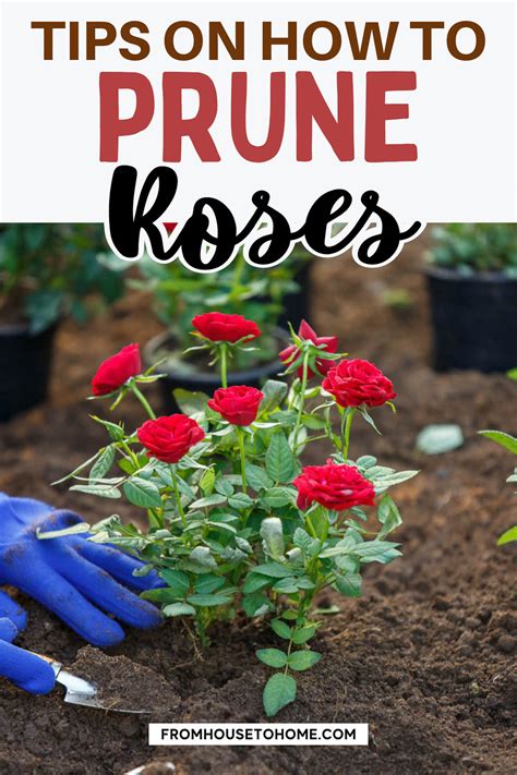 How To Grow Roses Must Know Tips And Tricks For Stunning Blooms