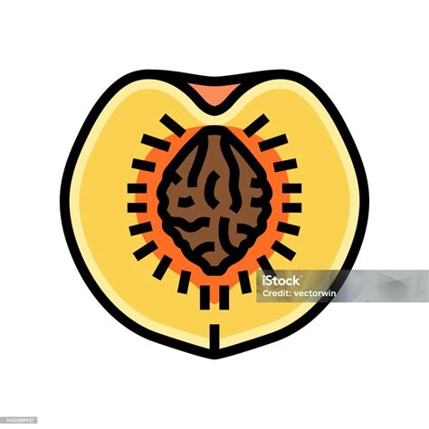 컷 복숭아 구덩이 색상 아이콘 벡터 일러스트 레이 션 0명에 대한 스톡 벡터 아트 및 기타 이미지 0명 과일 귀여운 Istock