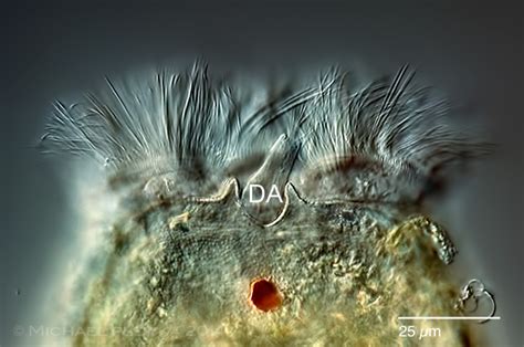 The Rotifers Rotatoria Of Germany And Neighbouring Countries Brachionus Angularis Gosse 1851