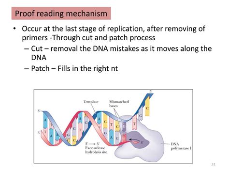 Ppt Replication Of Dna Powerpoint Presentation Free Download Id2087118