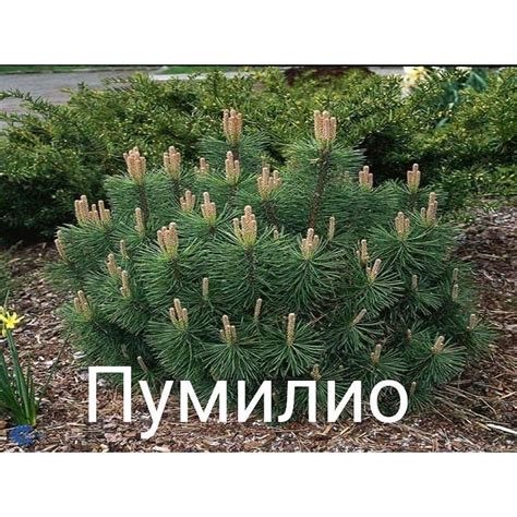 Татьяна on Instagram: “СОСНА ГОРНАЯ. В этой подборке Сосны горные ...
