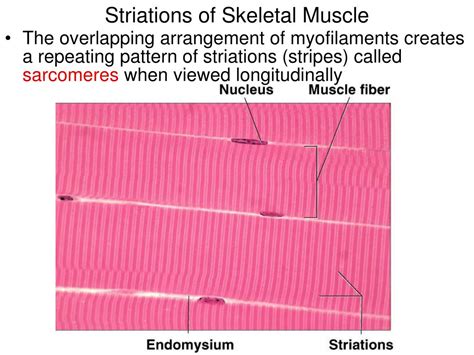 Ppt Muscle Overview Powerpoint Presentation Free Download Id3008709