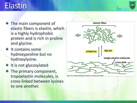 Ppt Structure Function Relationship Fibrous Proteins Powerpoint Presentation Id 2019951