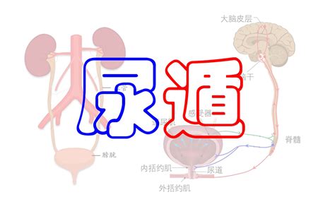 选择性必修1第二章第4节：神经系统的分级调节 哔哩哔哩
