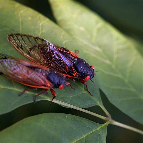 Cicada Bug Swarm