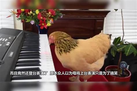 母鸡用钢琴弹奏世界名曲，我竟然全程听完了，简直成精了名曲全程母鸡