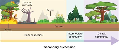 Ecological Succession Animation Vocabulary Limiting Factor Tolerance