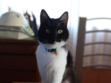 元の飼い主様が見つかりました佐賀県鳥栖市で 白黒メス猫ルナを保護しました
