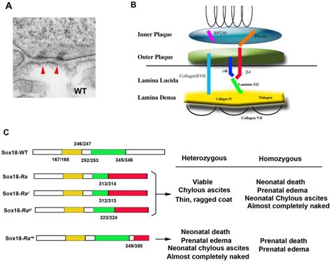 Hemidesmosome Junction