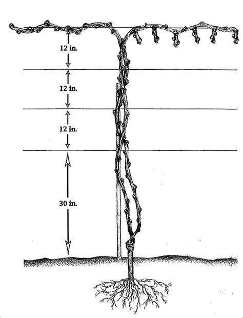 Over 100 Posts Set For Vineyard Trellis System The Vines