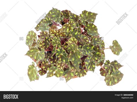 Potted Begonia Rex Image And Photo Free Trial Bigstock