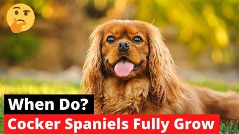 At What Age Is A Cocker Spaniel Full Grown