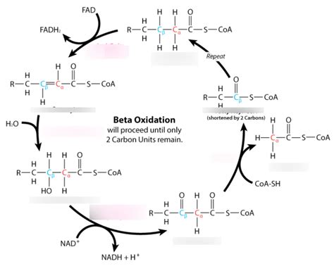 Beta Oxidation