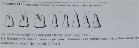 Задание 11 На рисунке показаны различные типы зубов человекаозумнаА Укажите цифру под которой