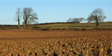 Crop Type LivingEarth