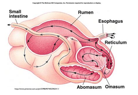 Histo Accessory Organs Of Git Flashcards Quizlet