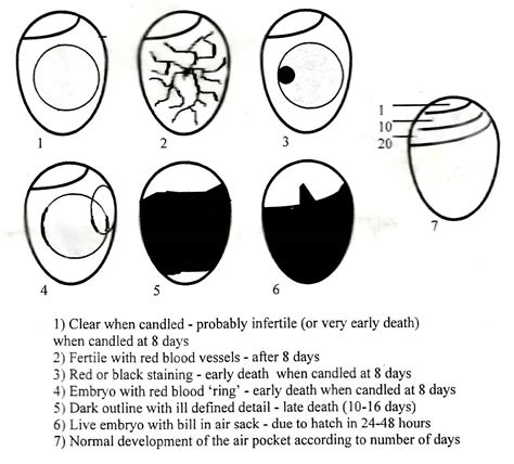 Fluffy Bottoms Farm Incubating And Hatching Eggs