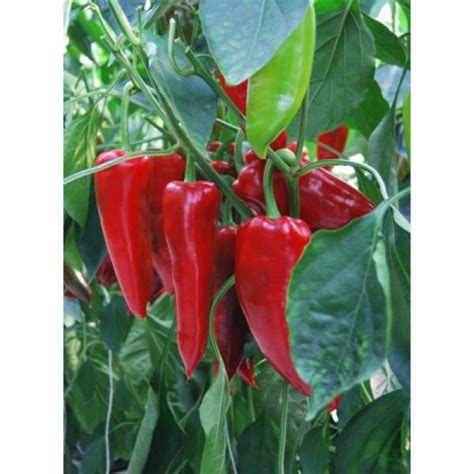 Paprika ´Kapia - Rubinova´ ° | Záhradníctvo KaK