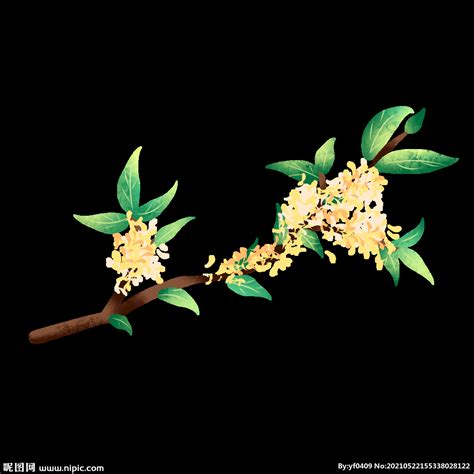 手绘桂花png免抠素材设计图 其他 自然景观 设计图库 昵图网nipic
