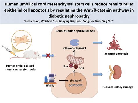The Faseb Journal Biology And Biomedical Science Journal Wiley Online Library