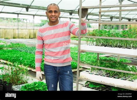 Latina Man Stacking Crates With Seedlings In Greenhouse Stock Photo Alamy
