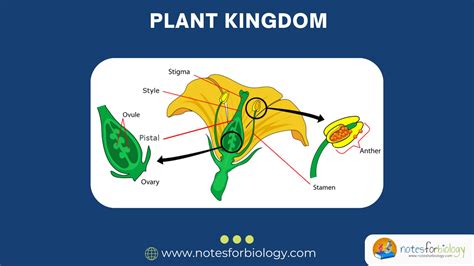 Classification Of Plant Kingdom Algae Bryophytes Best