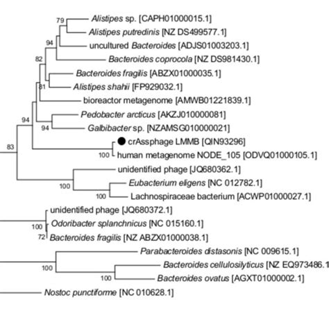 Phylogenetic Analysis Of The Reverse Transcriptase Rt Of The
