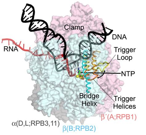 26 1 Dna Dependent Synthesis Of Rna Biology Libretexts