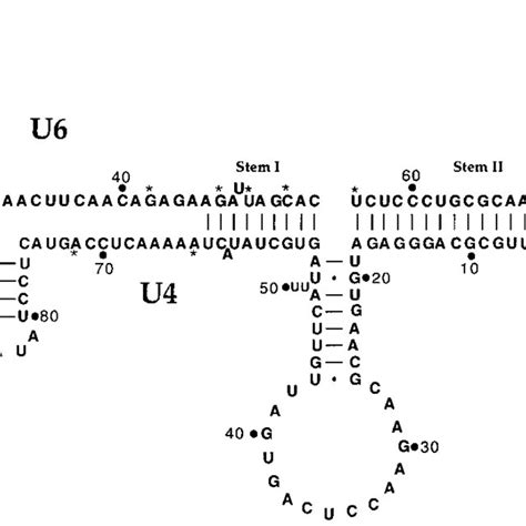 The Proposed Secondary Structure Of The L Collosoma U4u6 Complex The