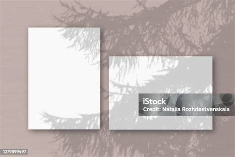 분홍색 벽 배경에 흰색 질감 종이의 수평 및 수직 시트 식물 그림자의 오버레이와 모형 자연광이 가문비나무 가지에서 그림자를 투사합니다 0명에 대한 스톡 벡터 아트 및 기타