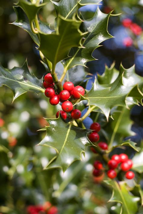 Holly Fertilization Tips When And How To Fertilize Holly Bushes Shrubs Holly Plant And Branches