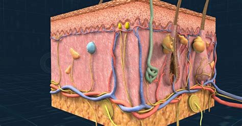 鼻腔高清图片 皮肤的解剖结构，显示表皮、真皮和皮下组织。 3d 插图。皮肤的解剖结构，显示表皮、真皮和皮下组织。 医疗健康免费下载 格式 5694像素 编号67401125 千图网
