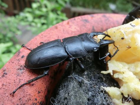 Stag Beetles How To Care Breed And Make Specimen