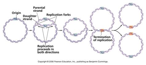 DNA Replication