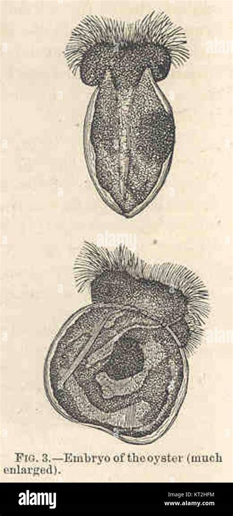 The Embryo Of The Oyster Is An Early Stage In The Development Of This Marine Organism