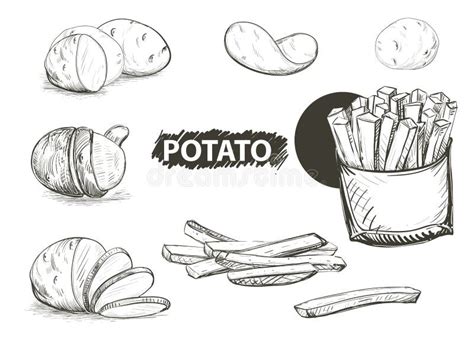 Detailed Hand Drawn Black And White Illustration Set Of Potato Plant Peel Potatoes Fries