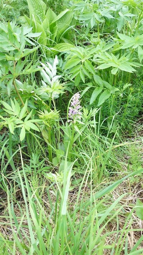 ベニヤ原生花園浜頓別町に行ってきたよ 3 げんそうてきなの旅行と花 一部栽培している野菜とパッチワーク 楽天ブログ