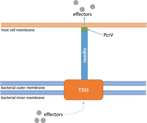 Type Iii Secretion System T3ss For Injection Of Virulence Effector Download Scientific