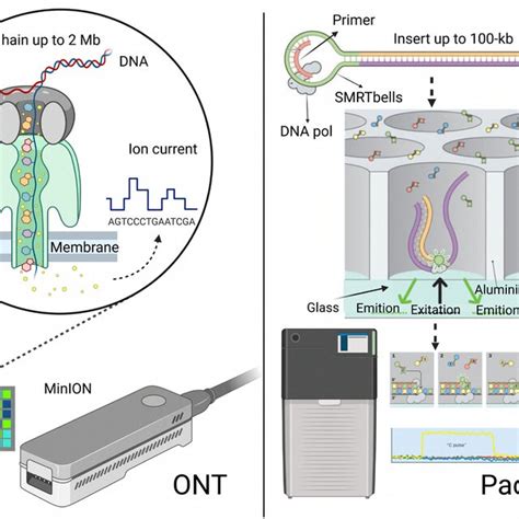 Genomic Sequencing Technologies Based On Long Chain Reads In The Left Download Scientific