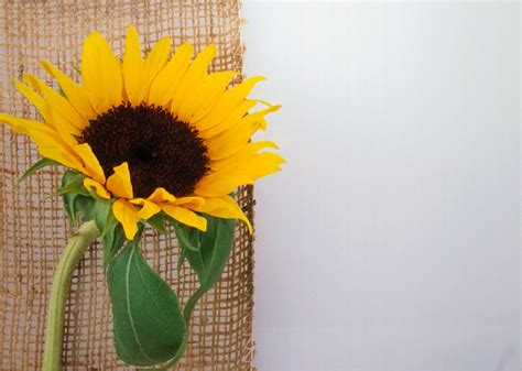 国税庁『パンフレット「暮らしの税情報」（令和6年度版）』ページのご紹介 有限会社 西川経営オフィスサービス