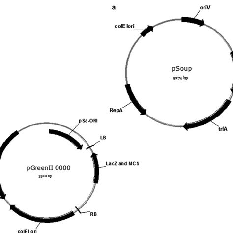 The Dual Binary System Of Psoup A And Pgreen B Where The Psa