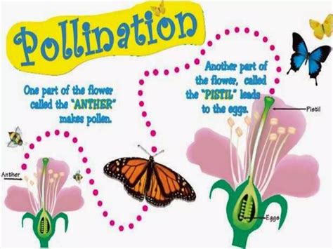 Modes Of Pollination Pptx