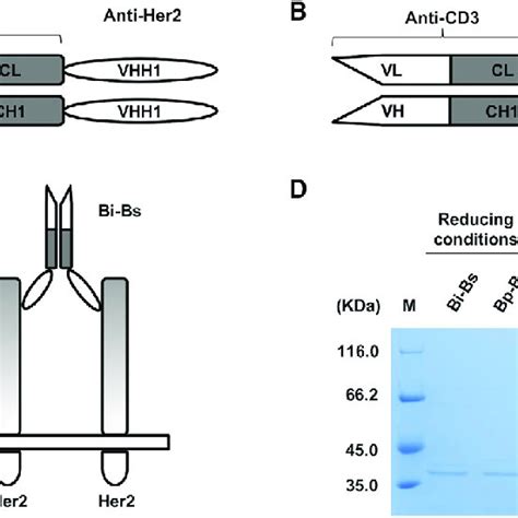 Design And Purification Of Bi Bs And Bp Bs A Structure Of The